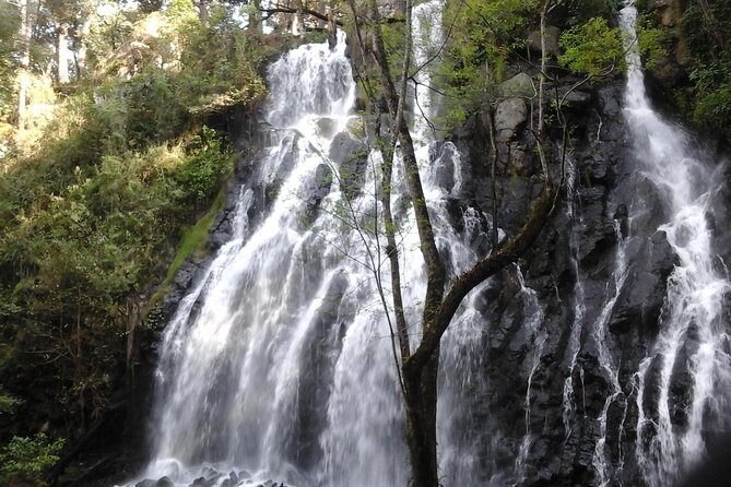 Monarch Butterfly Sanctuary Day Trip from Mexico City - What’s Included and What’s Not