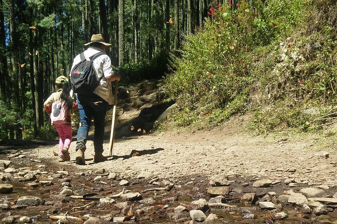 Monarch Butterfly Tour from Mexico City - The Sanctuary Experience