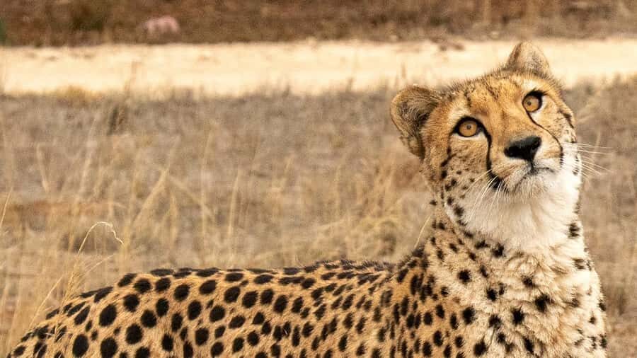 Monarto Safari Park: Cheetah Experience - What You Can Expect: The Itinerary in Detail