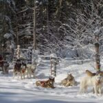 Mont Tremblant Dogsledding Valley Adventure - Learning to Harness and Driving the Sleds