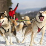 Mont-Tremblant: Guided Dogsledding Tour with Hot Chocolate - Detailed Itinerary Breakdown