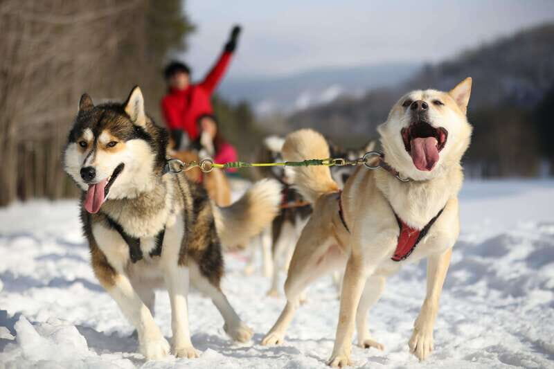Mont-Tremblant: Guided Dogsledding Tour with Hot Chocolate - Detailed Itinerary Breakdown