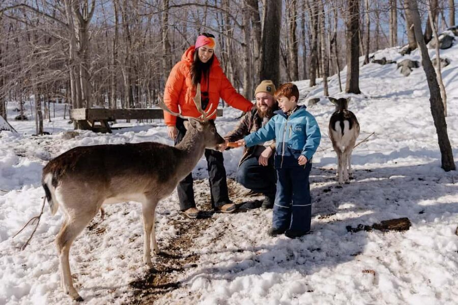Montebello, QC: Morning VIP Tour at Parc Oméga - The Animal Encounters: Nature’s Early Risers