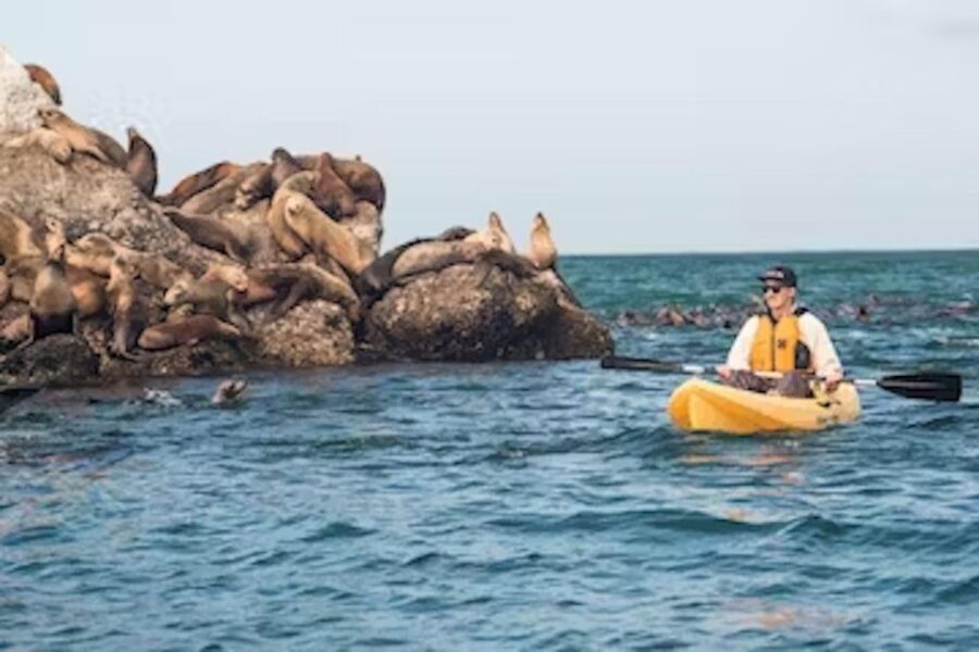 Monterey: Pebble Beach Kayak Tour - What the Tour Includes and Excludes