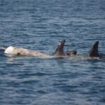 Monterey Private 3 - 4 Hour Whale Watching Cruise - FAQs