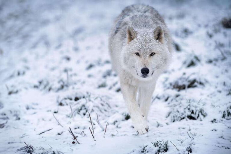 Montreal: Ecomuseum Zoo Entry Ticket - Who This Experience Is Best For