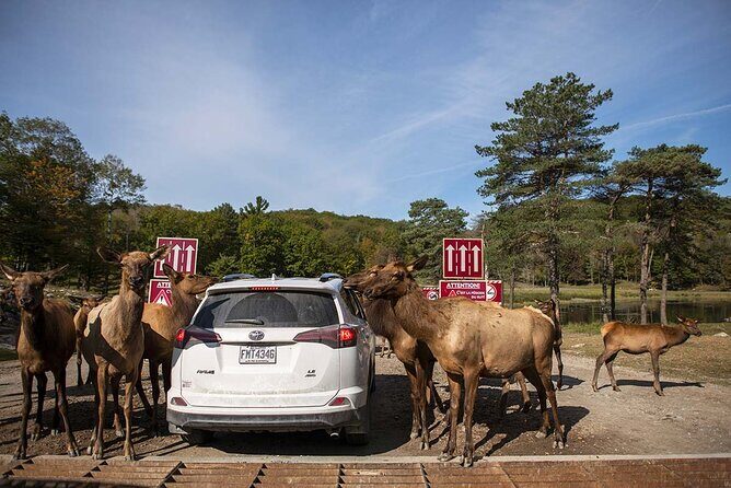 Montreal: Omega Park Canadian Wildlife Safari Adventure - Overview of the Tour
