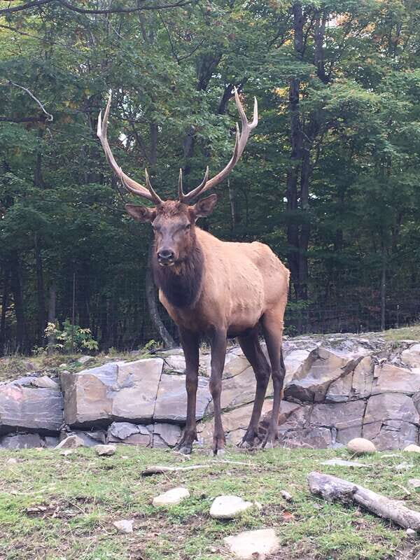 Montreal: Private Day Tour to Parc Omega & Montebello Lodge - The Benefits of Choosing a Private Tour