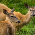 Montreal ZOO, private half day tour - FAQ