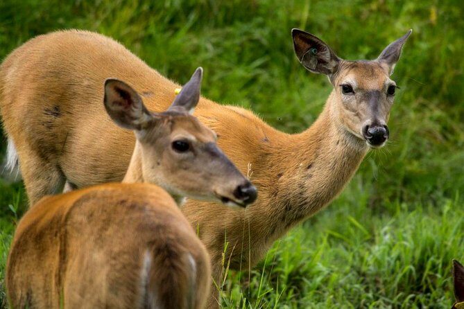 Montreal ZOO, private half day tour - FAQ