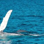Mooloolaba: Whale Watching Cruise - The Pros and Cons