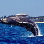 Mooloolaba: Whale Watching Cruise - Meeting Point and Practical Details