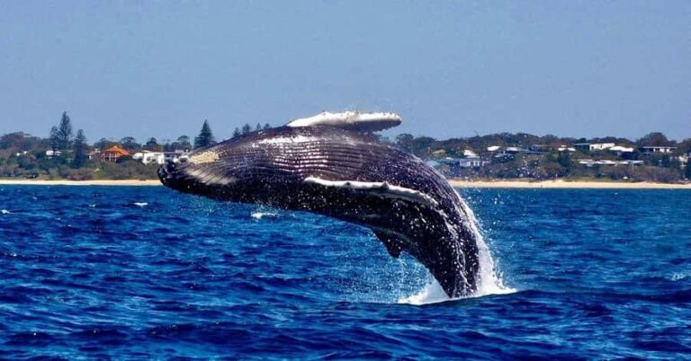 Mooloolaba: Whale Watching Cruise - Meeting Point and Practical Details