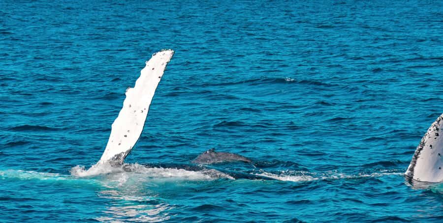 Mooloolaba: Whale Watching Cruise - The Pros and Cons