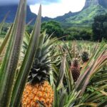 Moorea Cruise Ships 4x4, Belvedere Magic mount PRIVATE Tours - Exploring the Moorea Private 4x4 Tour in Depth