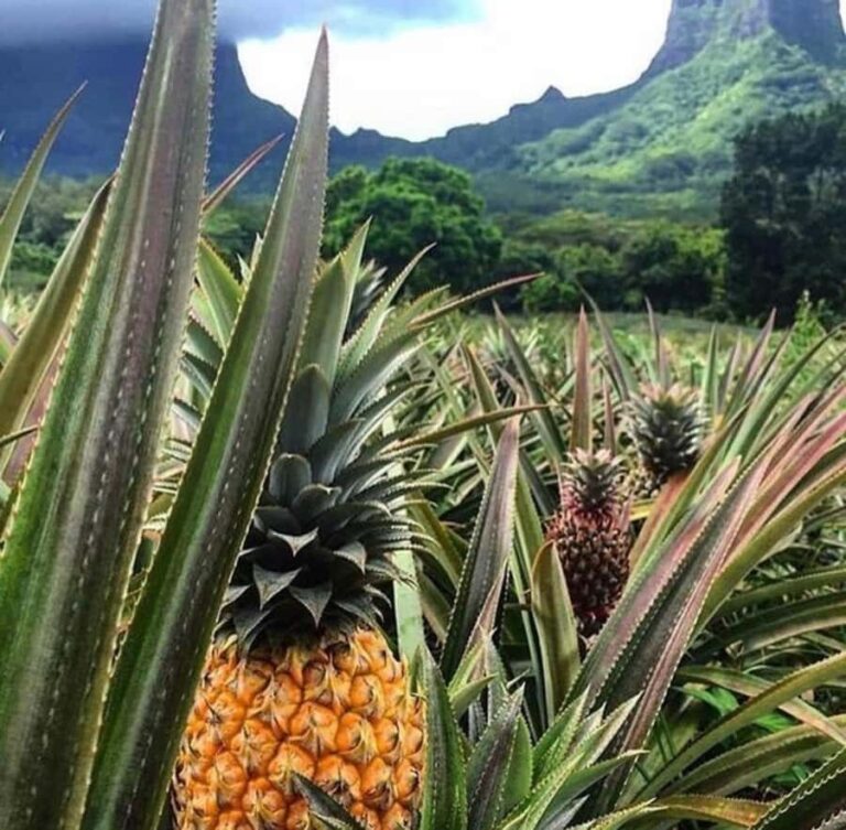 Moorea Cruise Ships 4x4, Belvedere Magic mount PRIVATE Tours - Exploring the Moorea Private 4x4 Tour in Depth
