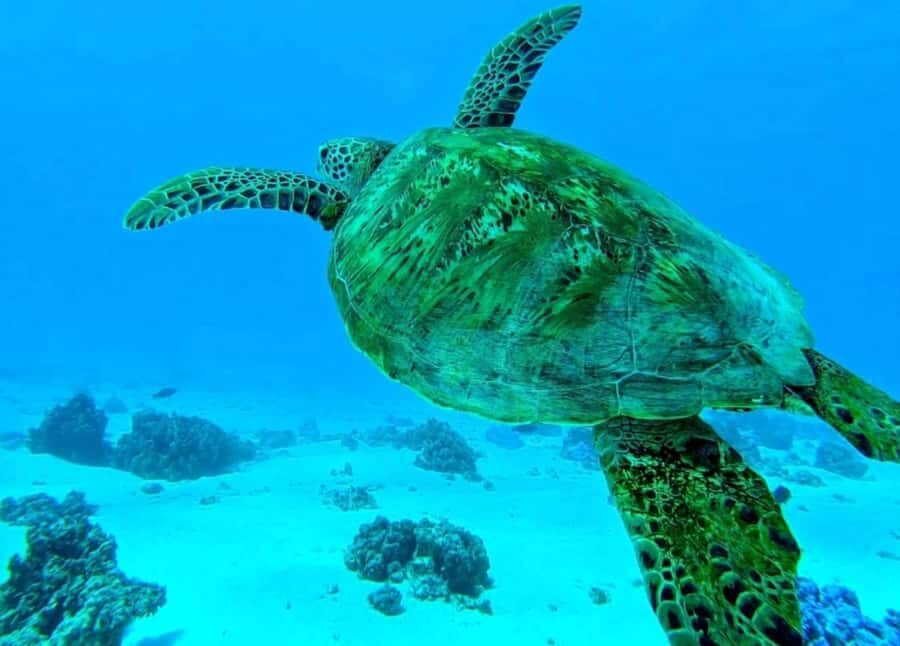 Moorea: Lagoon and Reef Snorkeling Tour with Drinks - An In-Depth Look at Mooreas Snorkeling Adventure