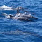 Moorea: Sea Scooter Snorkeling Tour - Key Points