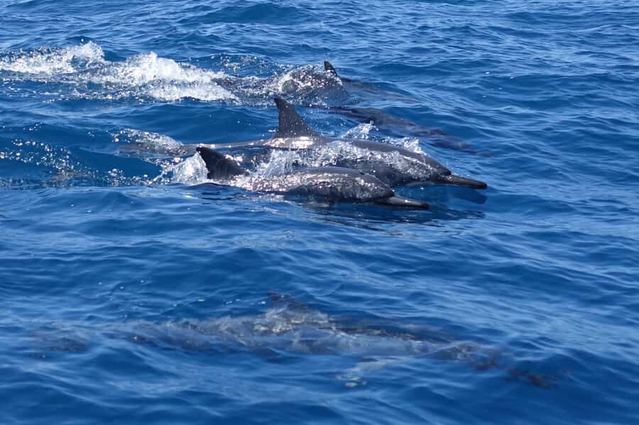 Moorea: Sea Scooter Snorkeling Tour - Key Points