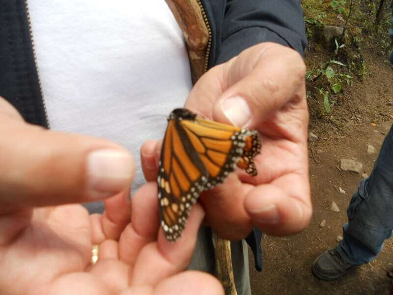 Morelia: Monarch Butterfly Tour - The Experience and Its Highlights