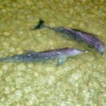 Moreton Island: Marine Discovery Cruise & Dolphin Viewing - The Itinerary Breakdown: What Makes Each Part Special?