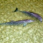 Moreton Island: Tangalooma ATV Quad Bike and Helicopter Tour - Why This Tour Offers Great Value