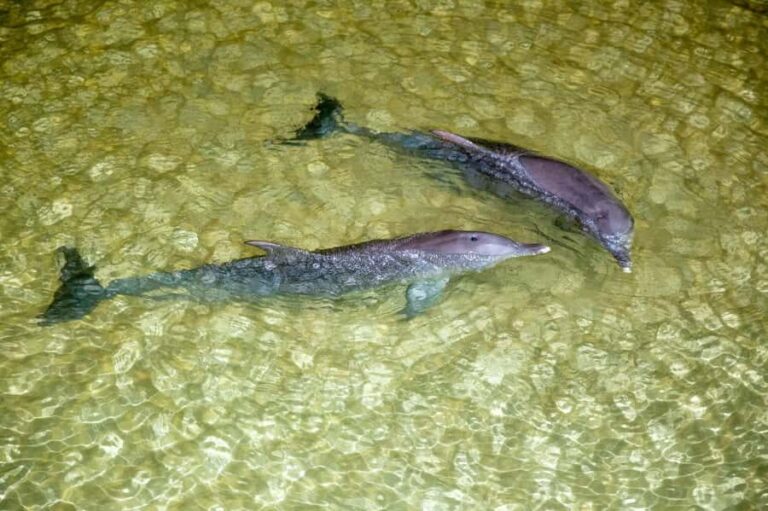 Moreton Island: Tangalooma ATV Quad Bike and Helicopter Tour - Why This Tour Offers Great Value