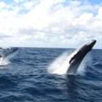 Moreton Island: Tangalooma Day Trip & Whale Watching Cruise - What Makes This Tour Stand Out?