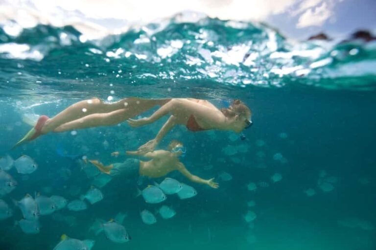 Moreton Island: Tangalooma Snorkelling with Dolphin Viewing - Practical Details and Value