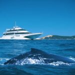 Moreton Island: Tangalooma Whale Watching & Dolphin Feeding - Whale Watching Cruise: Up Close with Giants