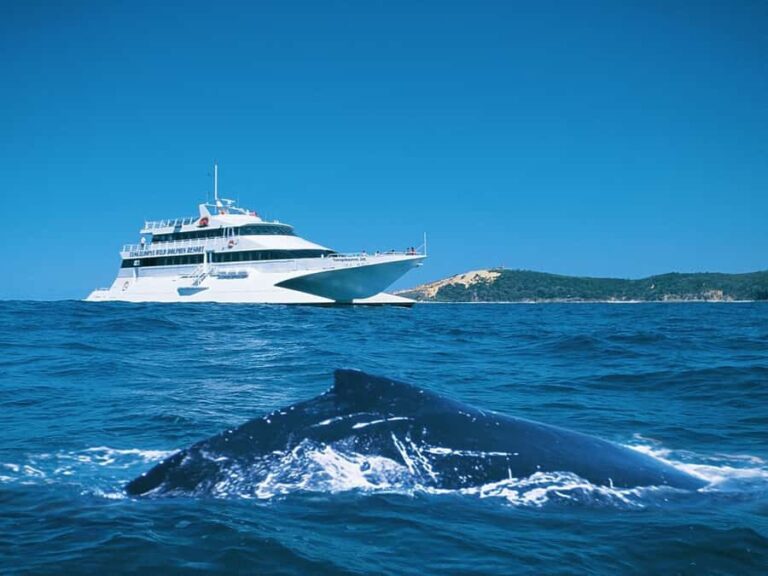 Moreton Island: Tangalooma Whale Watching & Dolphin Feeding - Whale Watching Cruise: Up Close with Giants