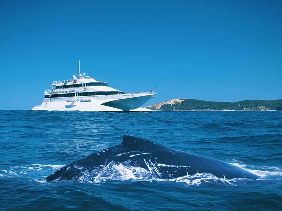 Moreton Island: Tangalooma Whale Watching & Dolphin Feeding - Whale Watching Cruise: Up Close with Giants
