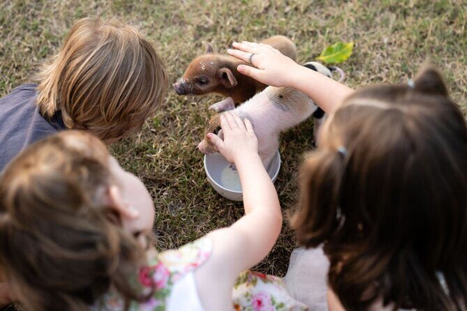 Morning Farm Experience near Gympie & Noosa - The Itinerary in Detail