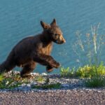 Morning Jasper National Park Wildlife Tour - Why Choose the Morning Jasper Wildlife Tour?