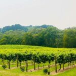 Mornington Peninsula: Self Guided Food & Wine Cycle Tour - Practical Details and Value
