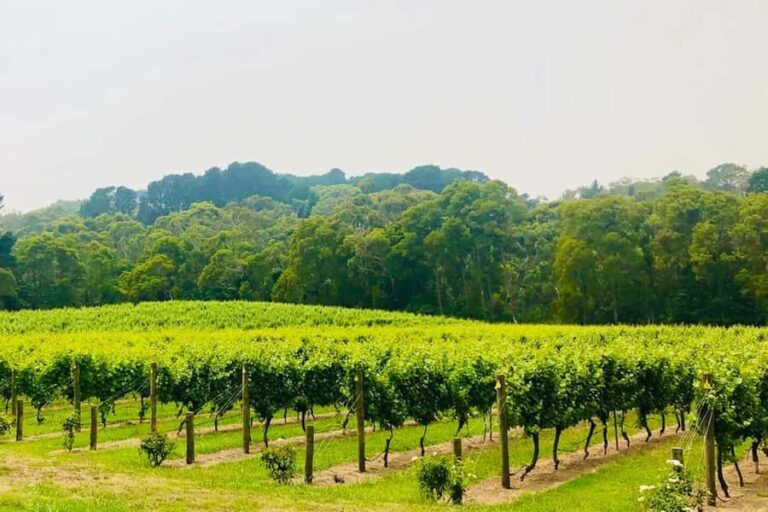 Mornington Peninsula: Self Guided Food & Wine Cycle Tour - Practical Details and Value