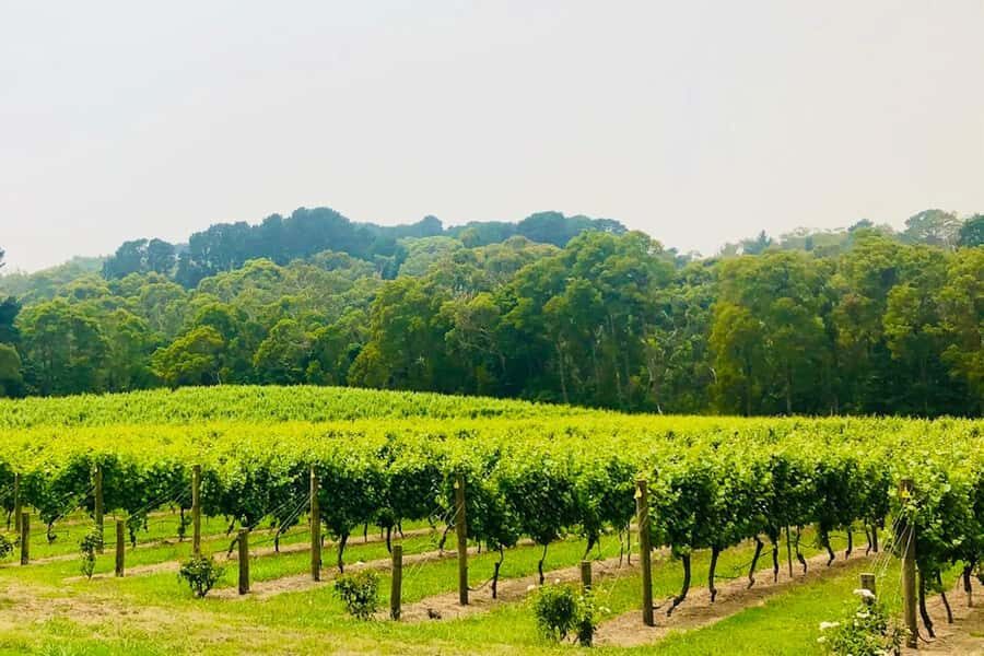 Mornington Peninsula: Self Guided Food & Wine Cycle Tour - Practical Details and Value