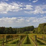 Mornington Peninsula Wine Day Tour - An In-Depth Look at the Mornington Peninsula Wine Day Tour