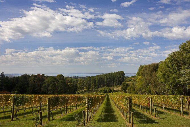 Mornington Peninsula Wine Day Tour - An In-Depth Look at the Mornington Peninsula Wine Day Tour