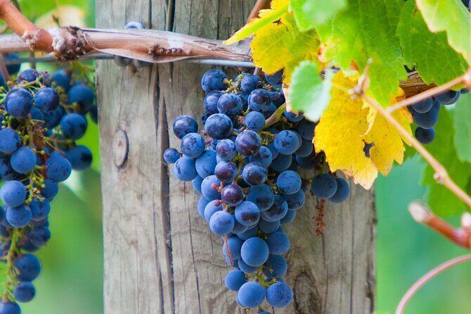 Mornington Peninsula Winery Bus Tour including lunch with a glass of wine - Transportation and Group Experience