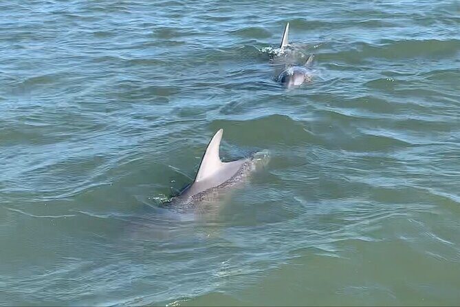 Morris Island Private Excursion - Beach Time & Shelling