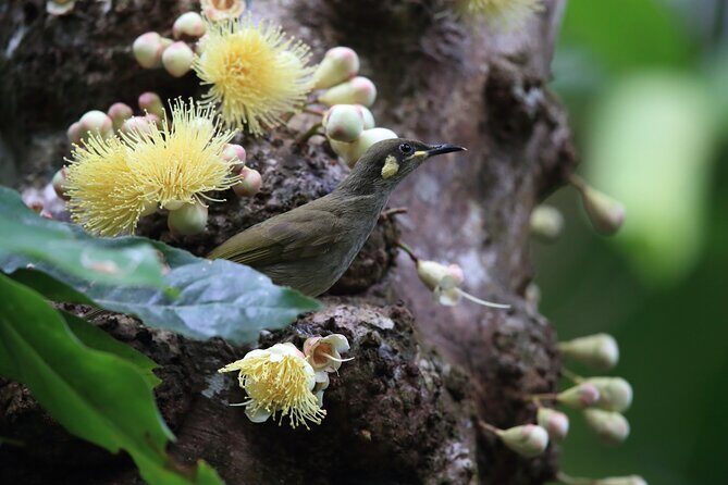 Mossman Gorge Daintree Experience Small Groups - What Makes This Tour Stand Out?