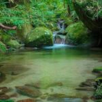 MOSSMAN GORGE TRANSFER between Port Douglas and Mossman Gorge (return) - Who Should Consider This Transfer?