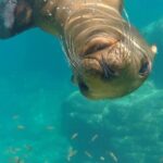 MOST POPULAR TOUR IN LA PAZ! Swim with Sea Lions Private Boat - Authentic Traveler Feedback