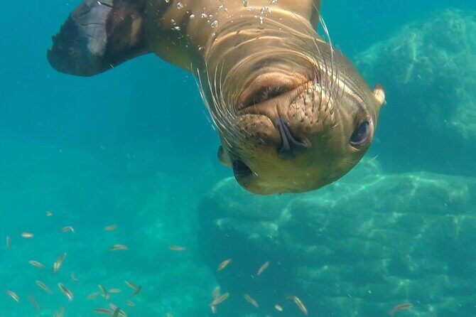 MOST POPULAR TOUR IN LA PAZ! Swim with Sea Lions Private Boat - Authentic Traveler Feedback