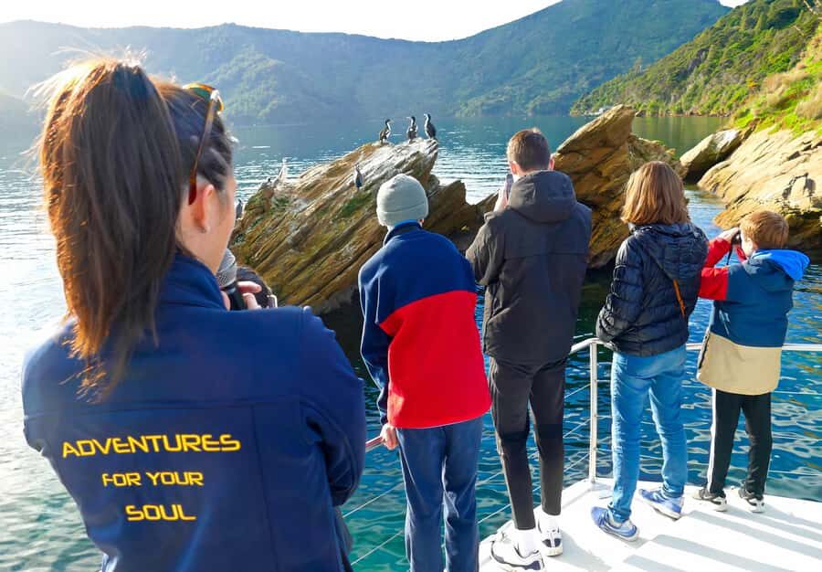 Motuara Island Sanctuary: Wildlife & Dolphin Watching Tour - Introduction to the Tour Experience