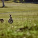 Mount Cotton: Sirromet Winery Tour with Tasting and Lunch - The Guided Tour: Behind-the-Scenes Insights