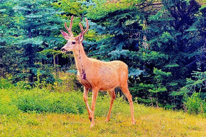 Mount Royal Hotel to Banff National Park Minivan Tour - The Sum Up