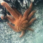 Mrahau: Abel Tasman Marine Reserve Kayak Tour - Detailed Breakdown of the Itinerary