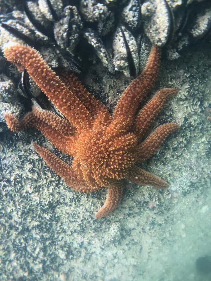 Mrahau: Abel Tasman Marine Reserve Kayak Tour - Detailed Breakdown of the Itinerary